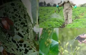 Pest and Disease Management - MaPuPa